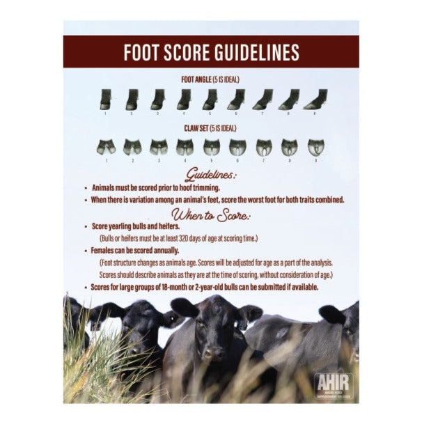 Foot Score Guidelines – Angus Supply Store
